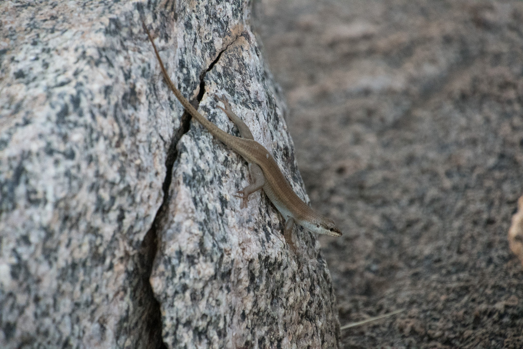 Western Rock Skink from 7895+3H Erwee, Namibia on April 27, 2023 at 05: ...