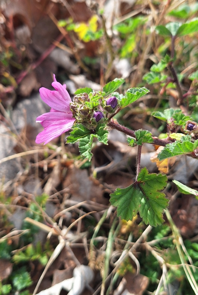 Common Mallow from 08490 Tordera, Barcelona, España on January 25, 2025 at 03:16 PM by Izan ...