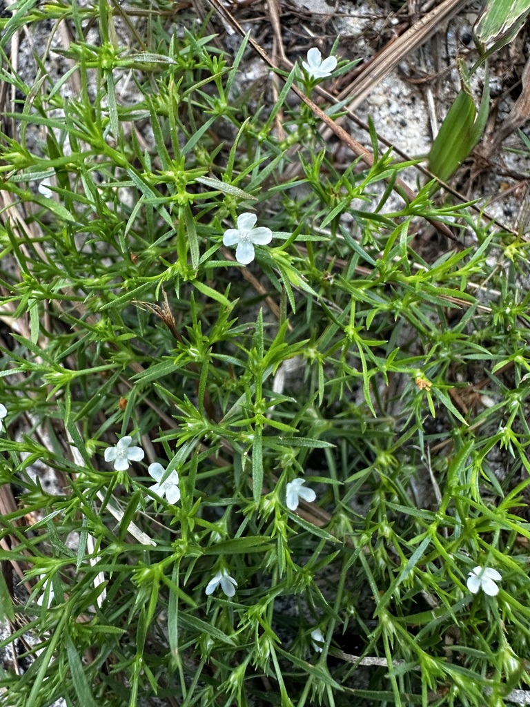 Rust Weed from Solon Dixon Forestry Education Center, Escambia County ...