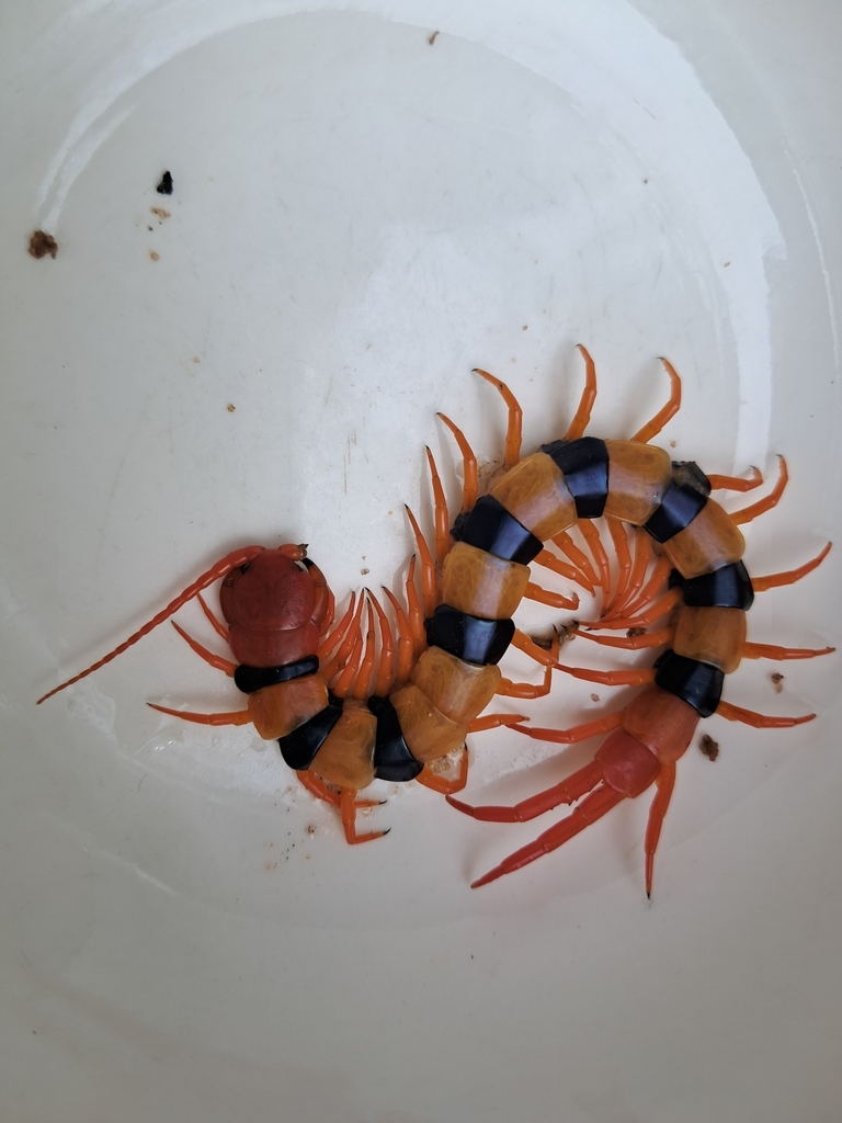 Indian Tiger Centipede from 3W28+424, Sri Lanka on January 26, 2025 at ...