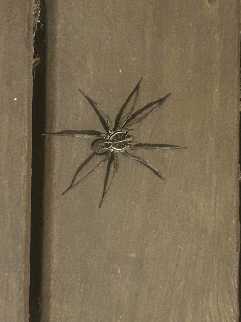 Union-Jack Wolf Spiders from Sundown National Park, Sundown, QLD, AU on ...