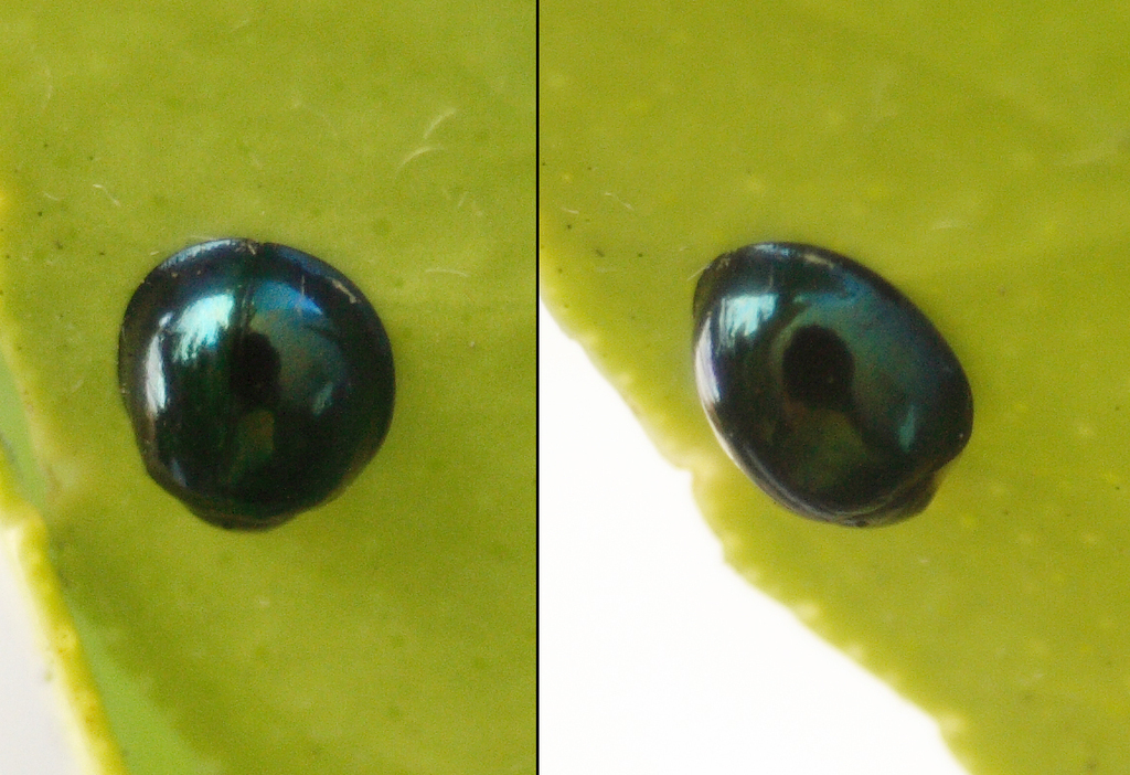 Halmus (Ladybirds of SW Australia) · iNaturalist