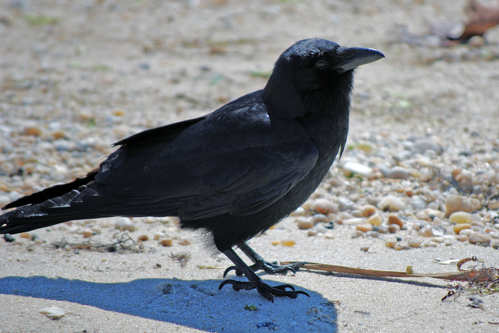 Fish Crow (Birds of Overton Park's Old Forest, Memphis, TN) · iNaturalist