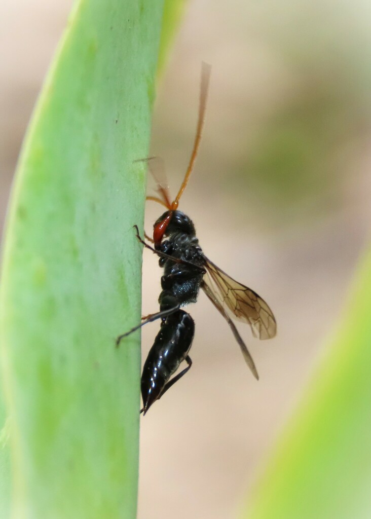Thynnid Flower Wasps from Bermagui NSW 2546, Australia on January 26 ...
