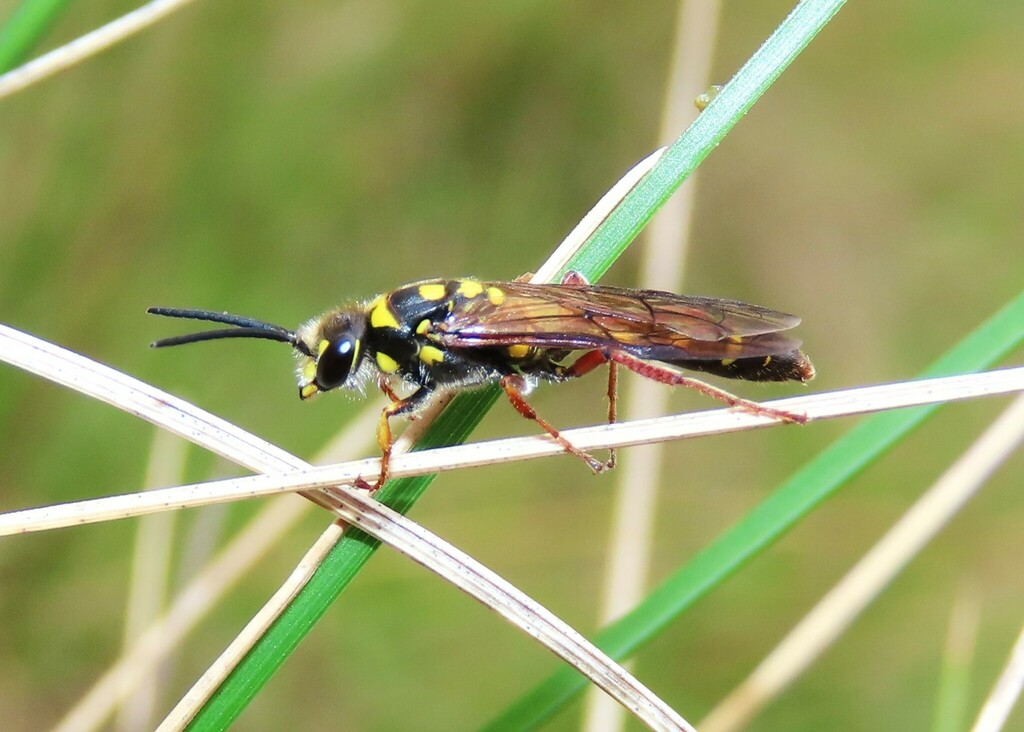 Thynnid Flower Wasps from Bermagui NSW 2546, Australia on January 26 ...