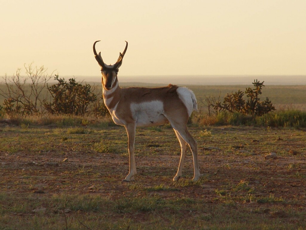 Pronghorn from Potter County, TX, USA on September 18, 2005 at 06:34 PM ...