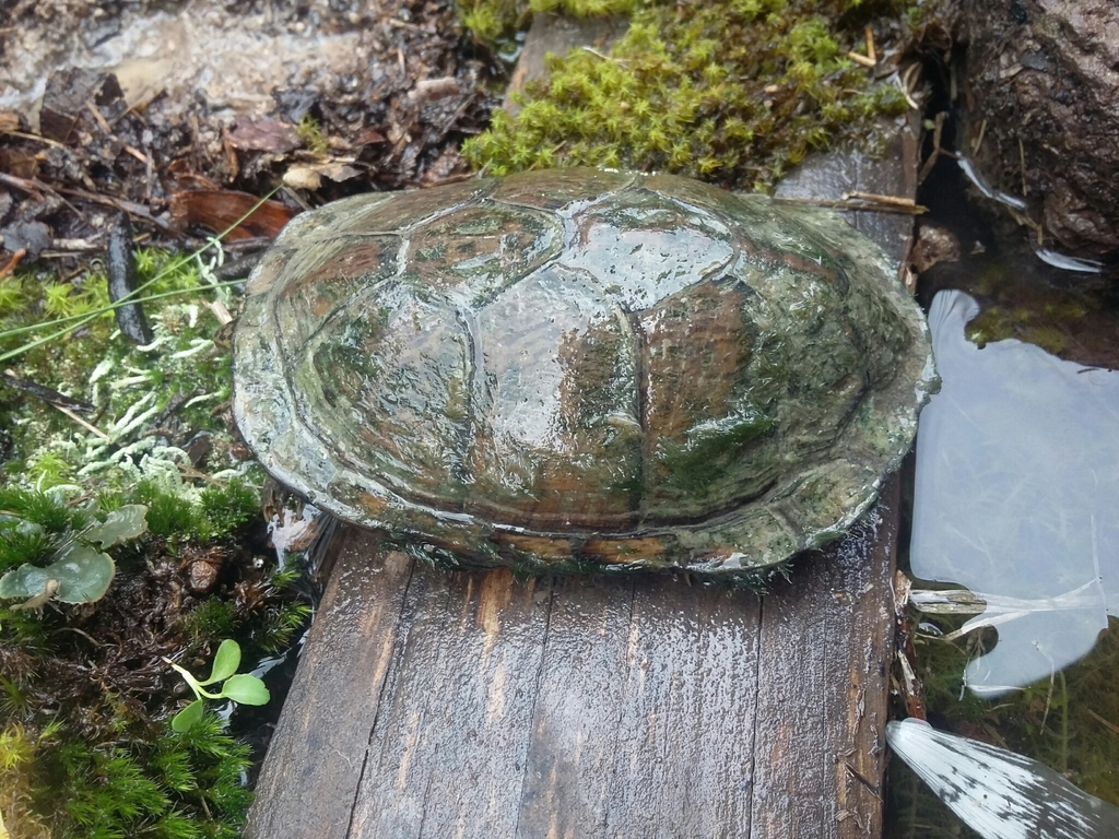 Mexican Mud Turtle in July 2019 by ismaelep · iNaturalist
