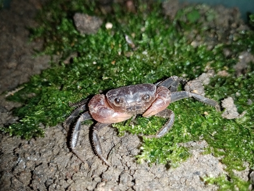género Pastilla · NaturaLista Colombia