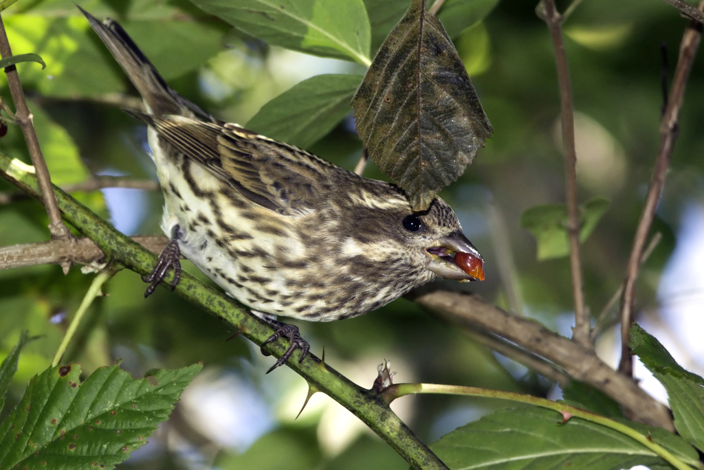 Purple Finch (Birds of Overton Park's Old Forest, Memphis, TN ...