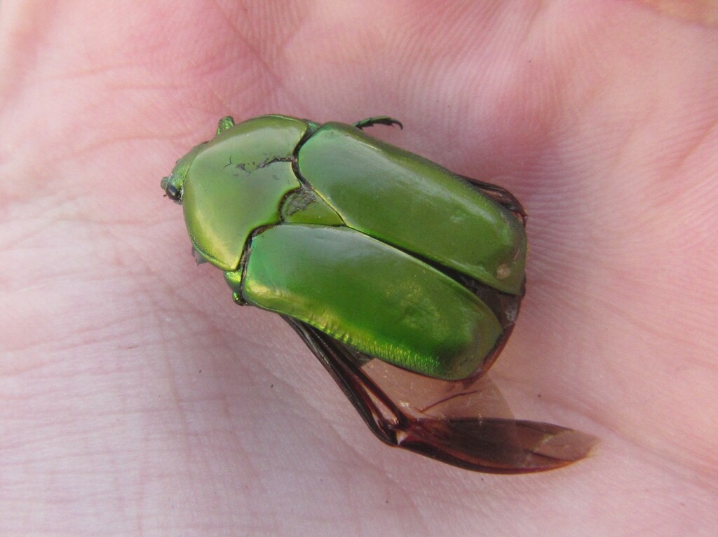 Hemipharis insularis from Coolbie QLD, Australia on December 17, 2018 ...