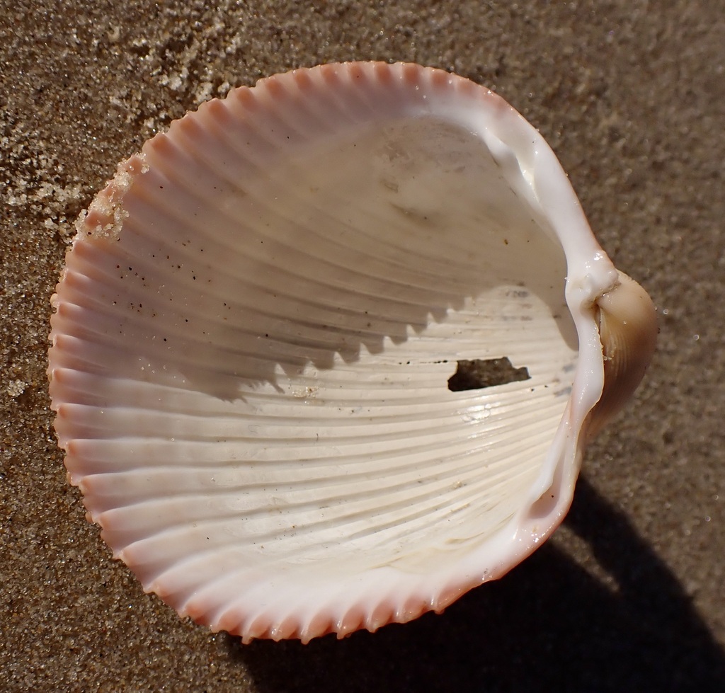 Many-spined Heart Cockle from Southport Spit, Main Beach, QLD ...