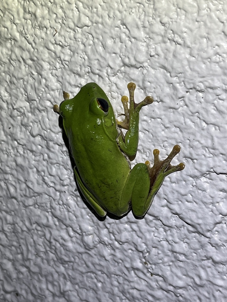 Owston's Green Tree Frog in January 2025 by Nakatada Wachi · iNaturalist