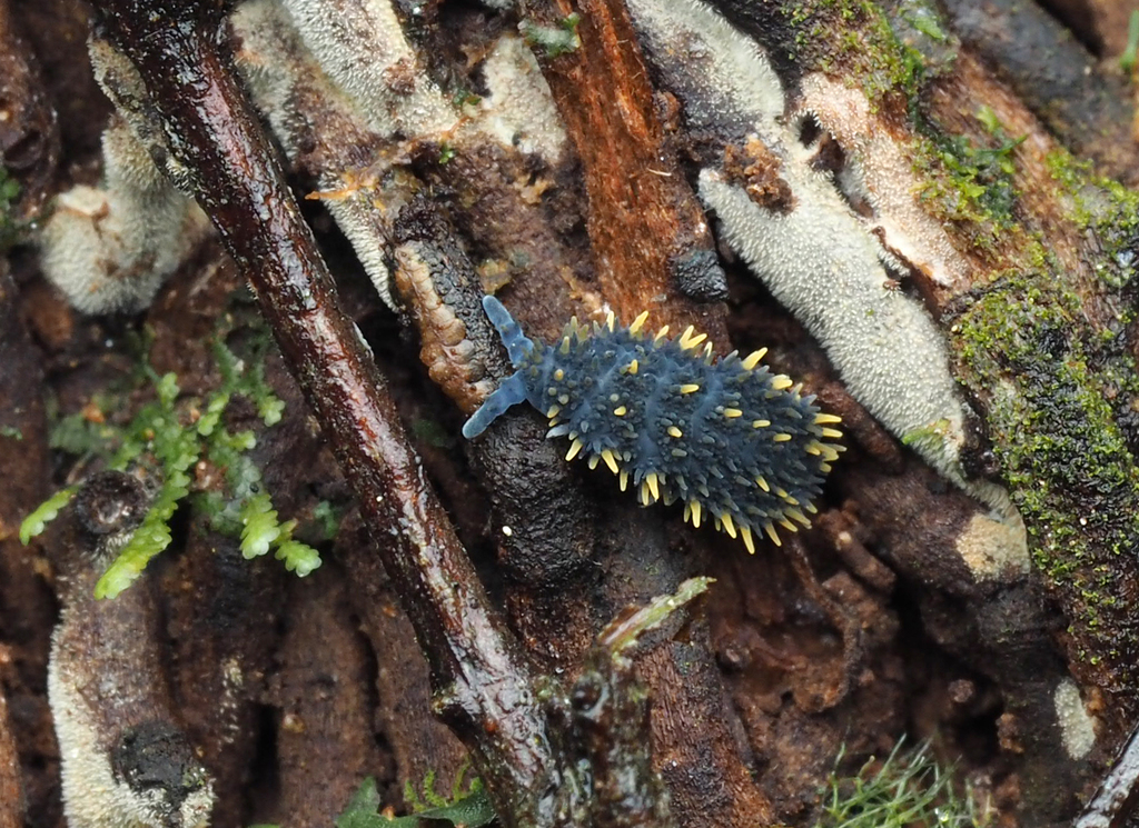 Holacanthella duospinosa from Oropi 3173, New Zealand on January 26 ...