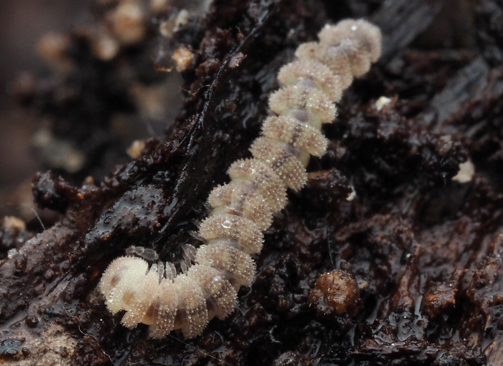 Pyrgodesmidae from Oropi 3173, New Zealand on January 26, 2025 at 12:34 ...