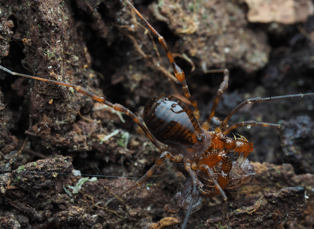 Sorensenella prehensor from Oropi 3173, New Zealand on January 26, 2025 ...