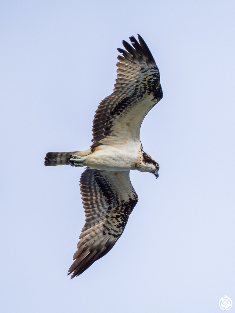 Eurasian Osprey from 900-0036日本 on January 26, 2025 at 11:51 AM by 花蚀 ...
