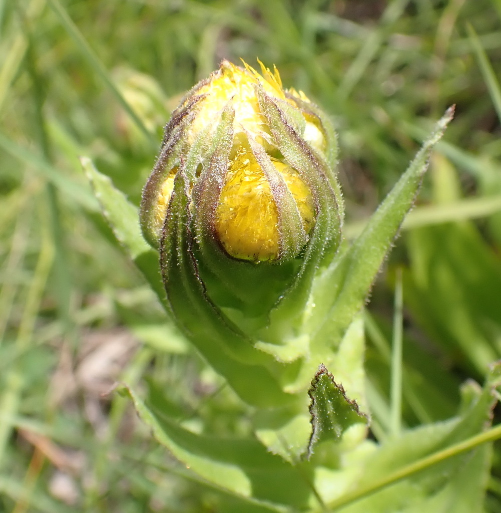 Drakensberg Yellow everlasting from Golden Gate Highlands National Park ...