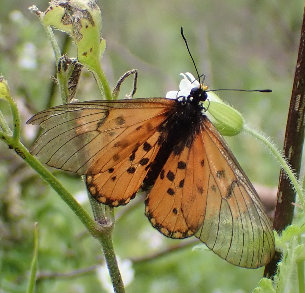 Garden Acraea from Golden Gate Highlands National Park, South Africa on ...