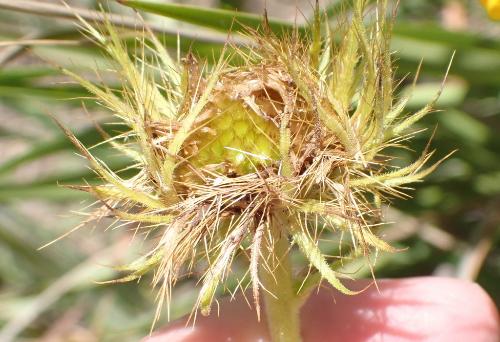 Pretty African Thistle from Golden Gate Highlands National Park, Thabo ...
