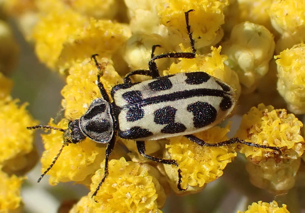 Spotted Maize Beetle from Golden Gate Highlands National Park, South ...