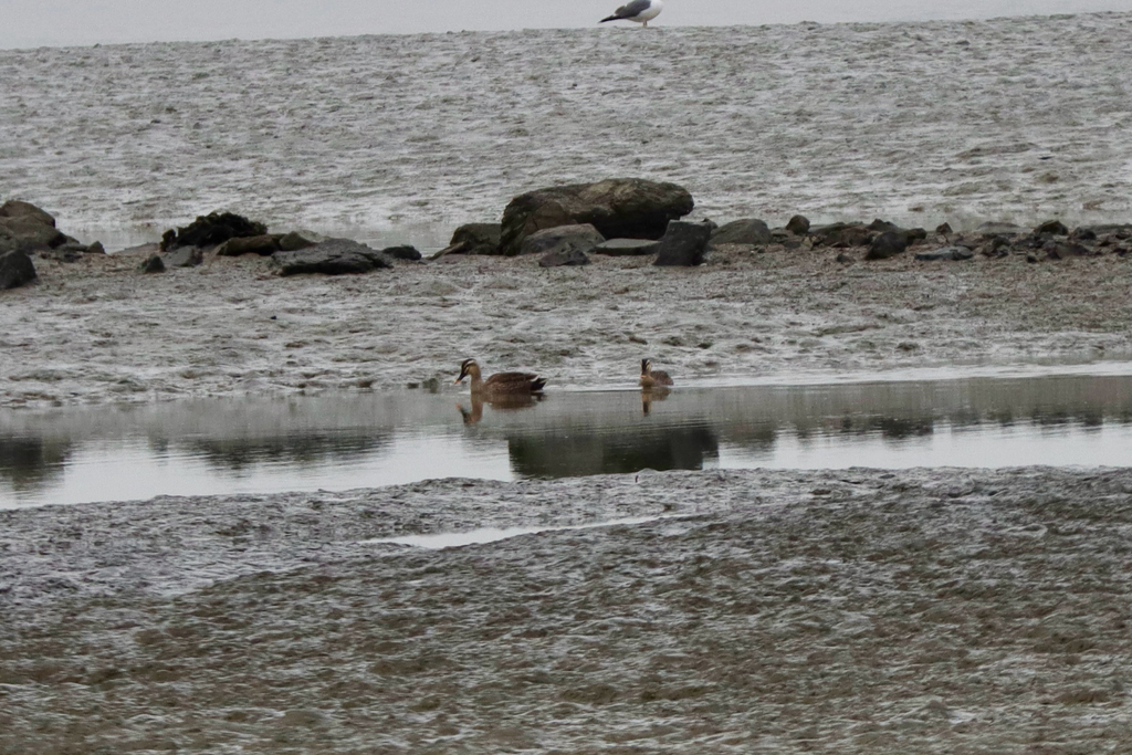 Eastern Spot-billed Duck from Incheondaegyo Expressway, Incheon ...