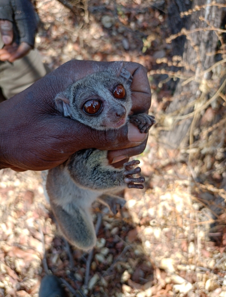 Northern Lesser Galago from GAONToungo, Adamawa, Nigeria on January 26 ...