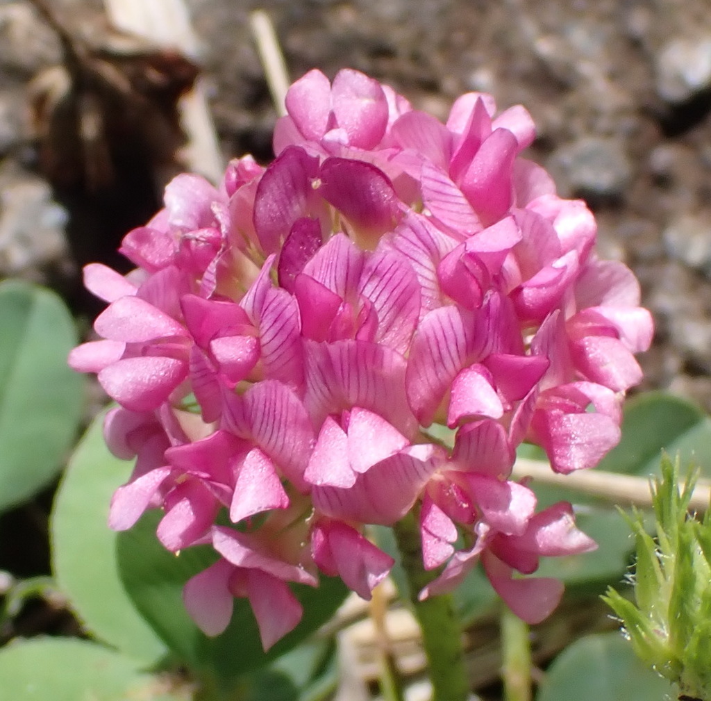 Erasmus clover from Golden Gate Highlands National Park, South Africa ...