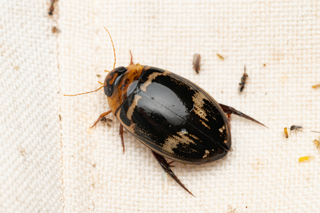 Hydaticus suffusus from Mount Coot-Tha QLD 4066, Australia on January ...