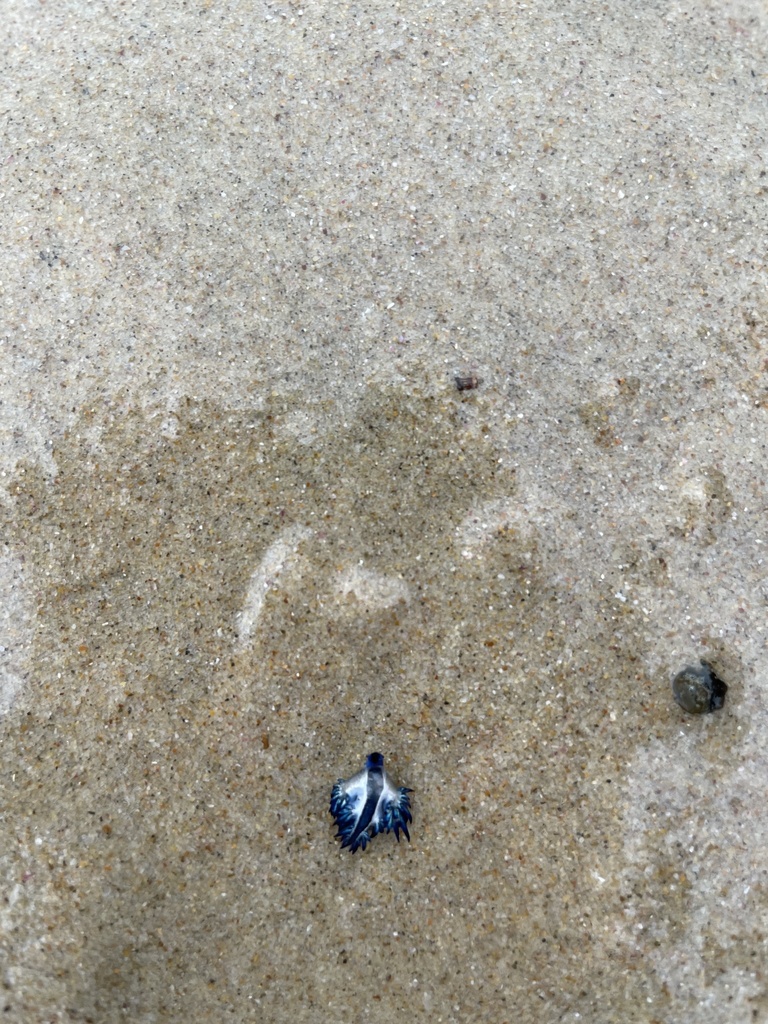 Glaucilla bennettae from Tasman Sea, Port Macquarie, NSW, AU on January ...