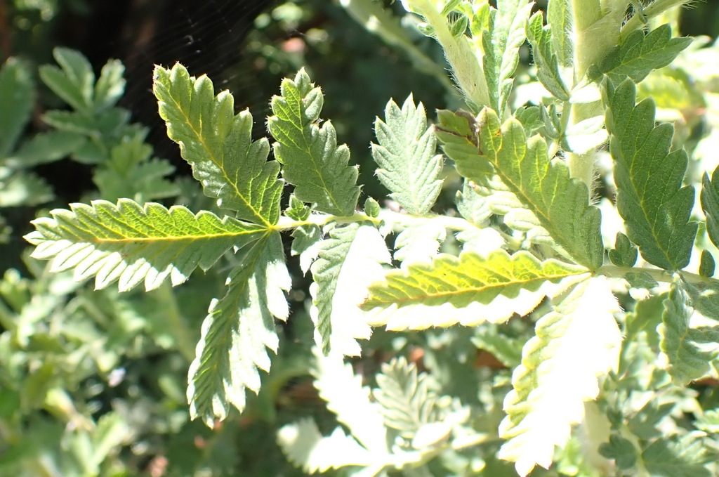 Ouhout from Golden Gate Highlands National Park, South Africa on ...