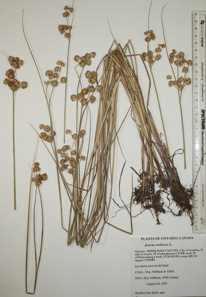 Knotted Rush from Canada, Ontario, MIDDLESEX County, N side of tracks ...