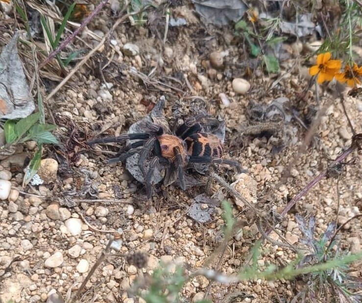 Tiger Rump Tarantulas in January 2025 by Jaime Jiménez Fernández ...