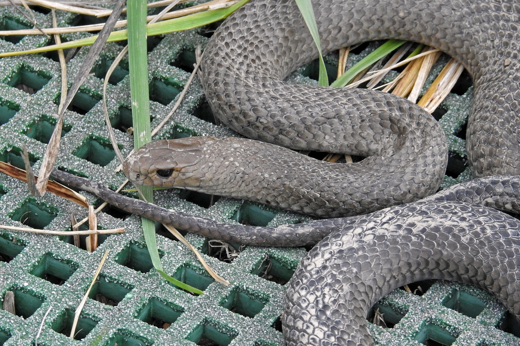 Australian Brown Snakes (Pseudonaja) - Snakes and Lizards