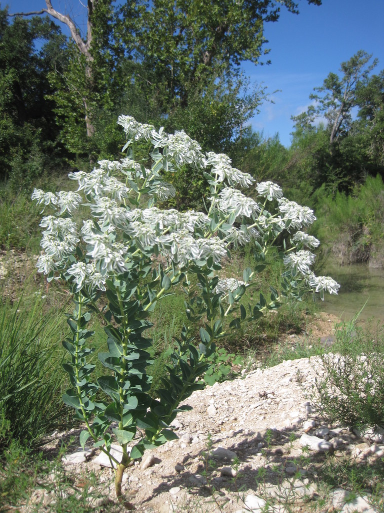 Snow-on-the-mountain (Plants of North Sterling State Park) · iNaturalist
