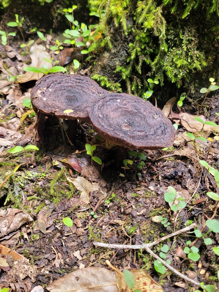 Common Gilled Mushrooms and Allies from Hawke's Bay 4179, New Zealand ...
