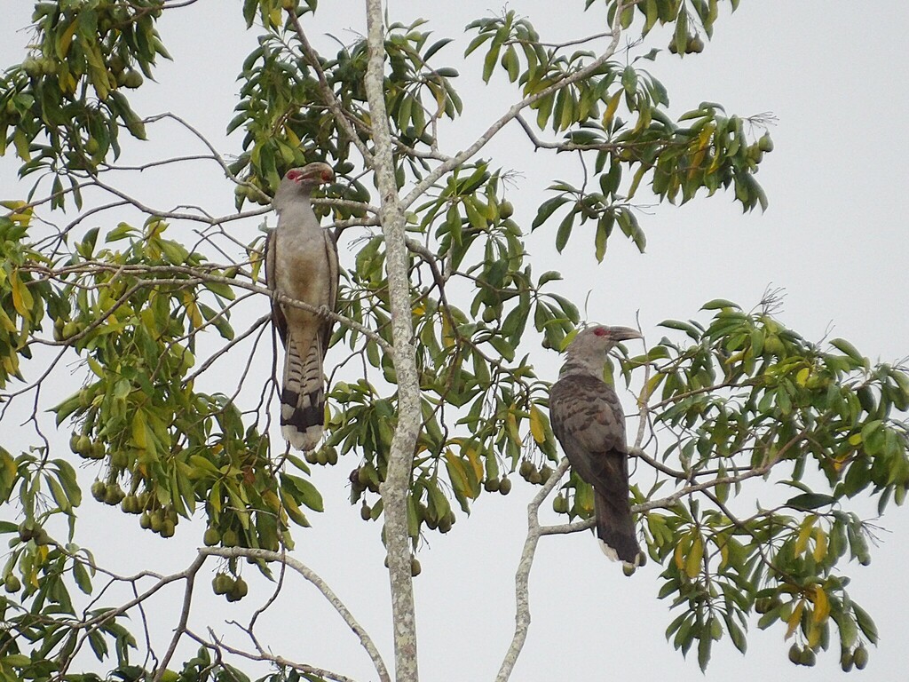Australian Channel-billed Cuckoo from Glenwood QLD 4570, Australia on ...