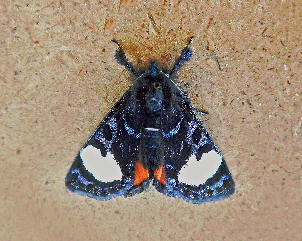 Grapevine Epimenis Moth from Salem, NH 03079, USA on May 7, 2020 at 01: ...