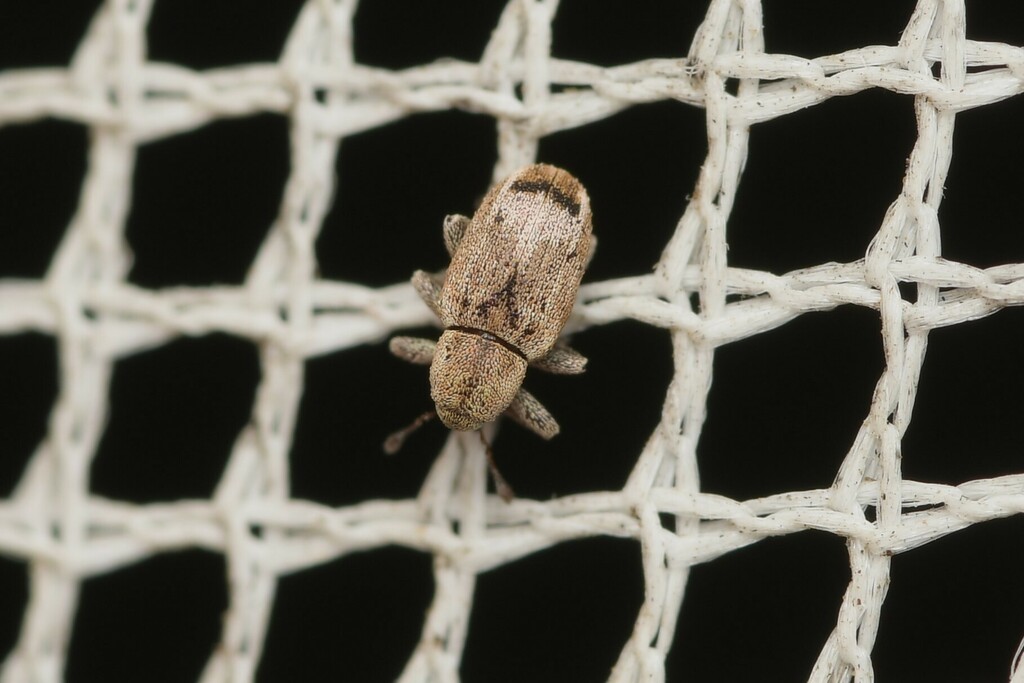 True Weevils from Coffs Harbour NSW, Australia on January 26, 2025 at ...