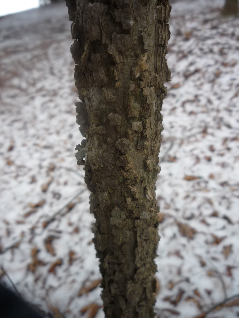 common hackberry from Lower Cato Falls, 13008 County Rd JJ, Reedsville ...