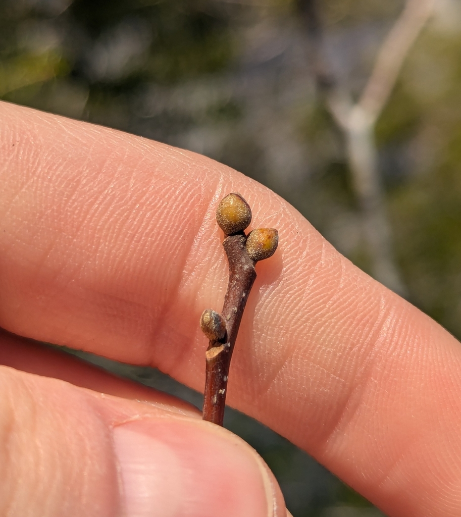 Scrub Hickory from Placid Lakes, FL 33852, USA on January 25, 2025 at ...