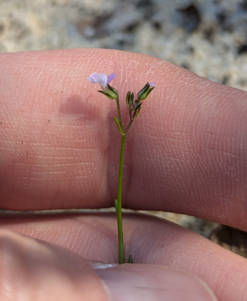 Florida toadflax from Lake Placid, FL 33852, USA on January 25, 2025 at ...