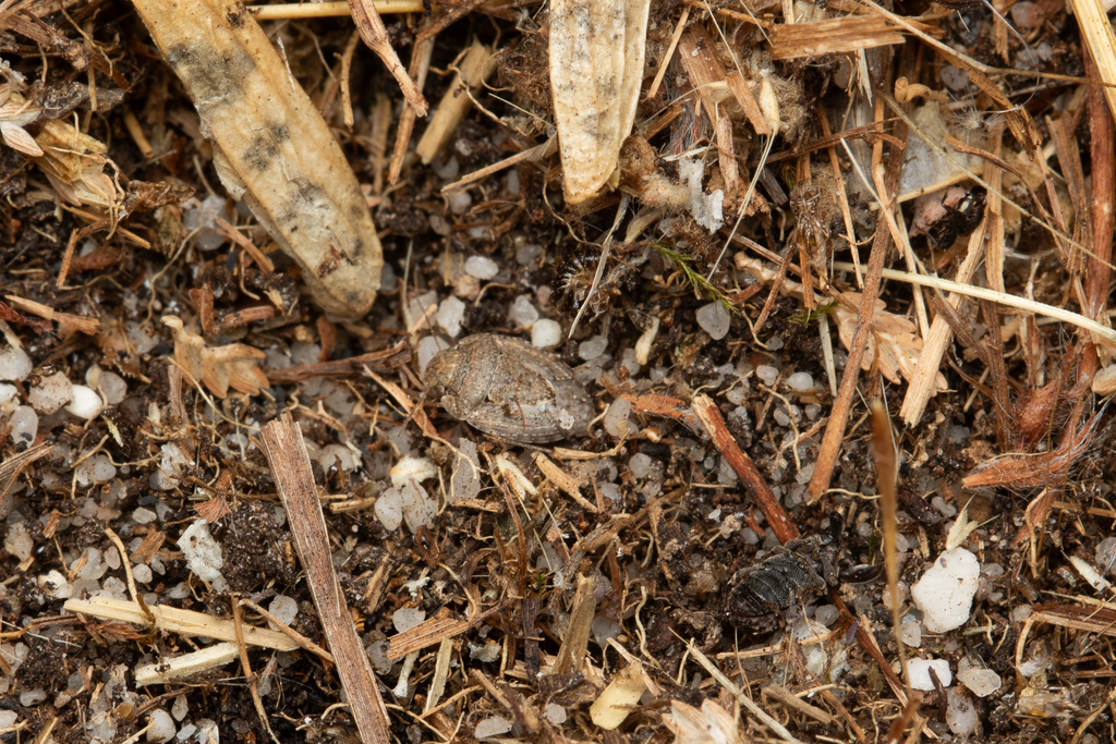 Kapunda troughtoni from Tenterden WA 6322, Australia on January 26 ...