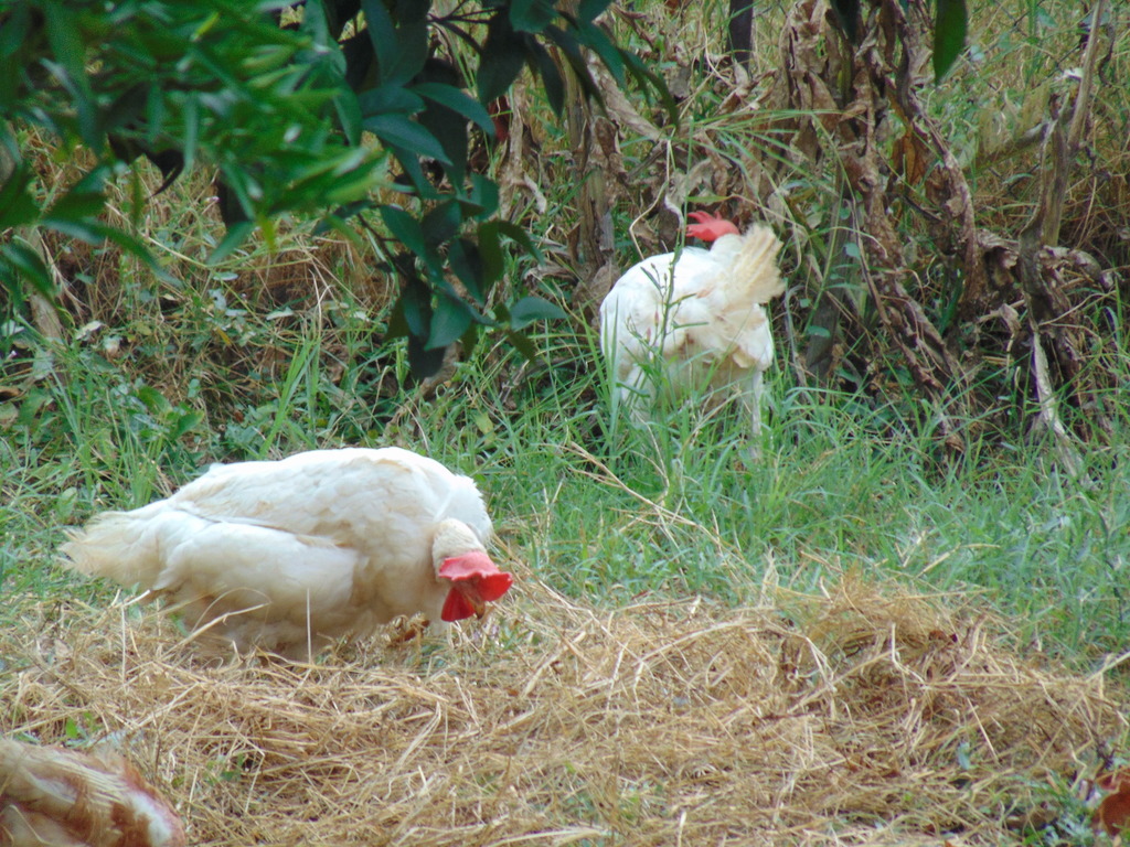 Domestic Chicken from 81012 Alvignano CE, Italia on July 30, 2019 at 03 ...