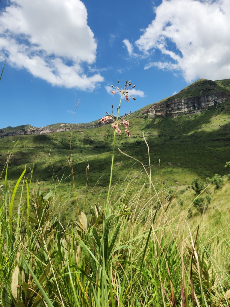 Two-tiered Pelargonium from Gaints Castle Game Reserve, South Africa on ...