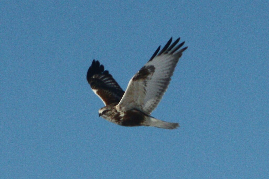 American Rough-legged Hawk from Jefferson County, ID, USA on January 18 ...