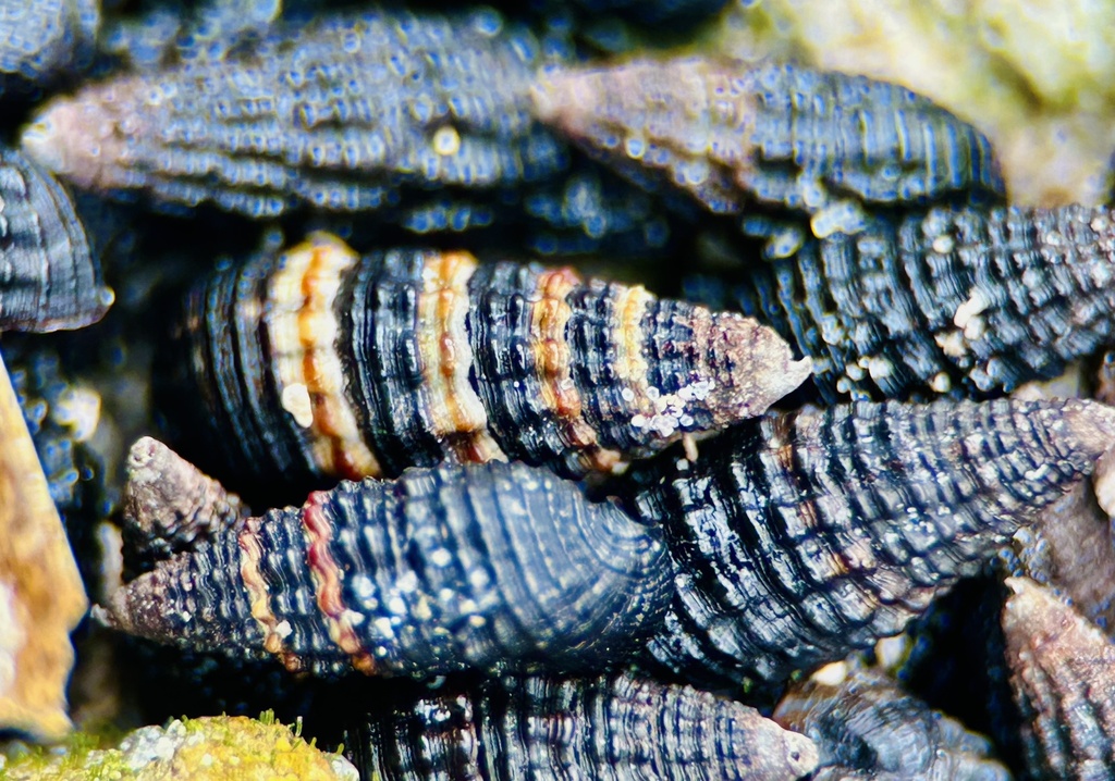 West Indian False Cerith from Straits of Florida, Key Biscayne, FL, US ...