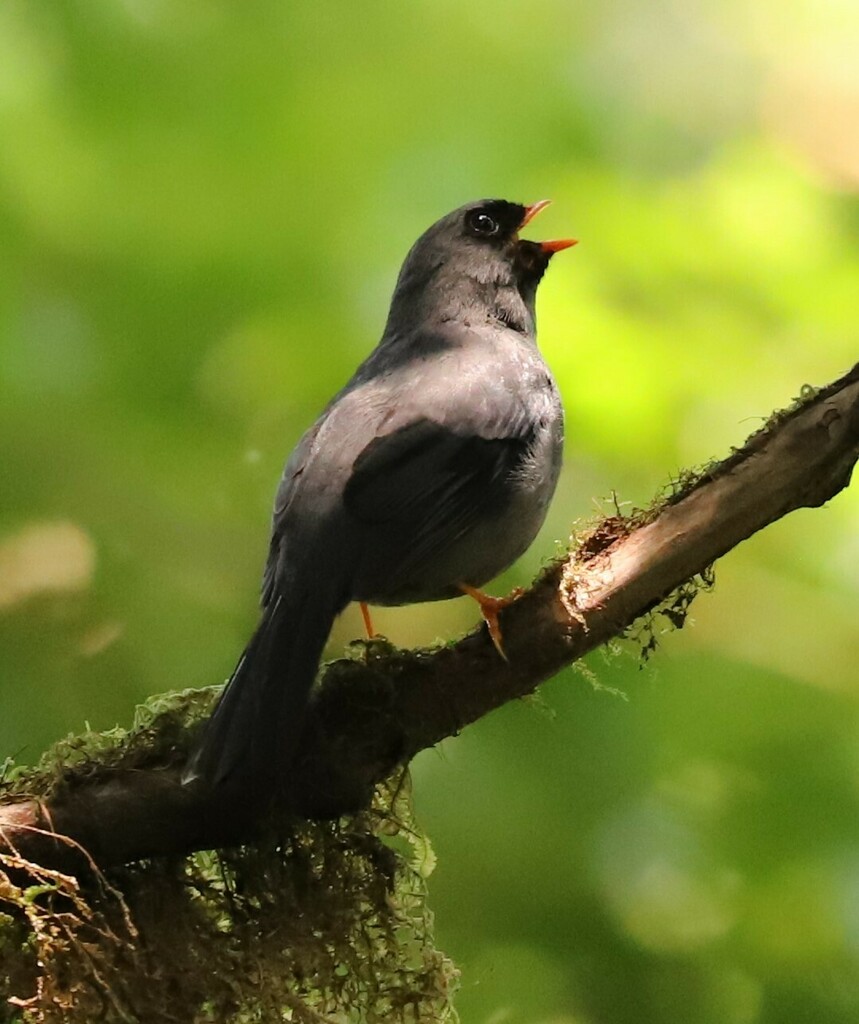 Black-faced Solitaire from Puntarenas Province, Monteverde, Costa Rica ...