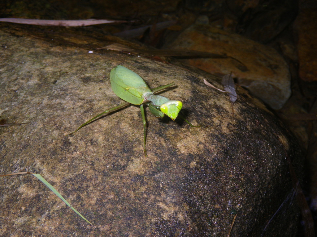 Hierodula chinensis from Sơn Động District, Bac Giang, Вьетнам on ...