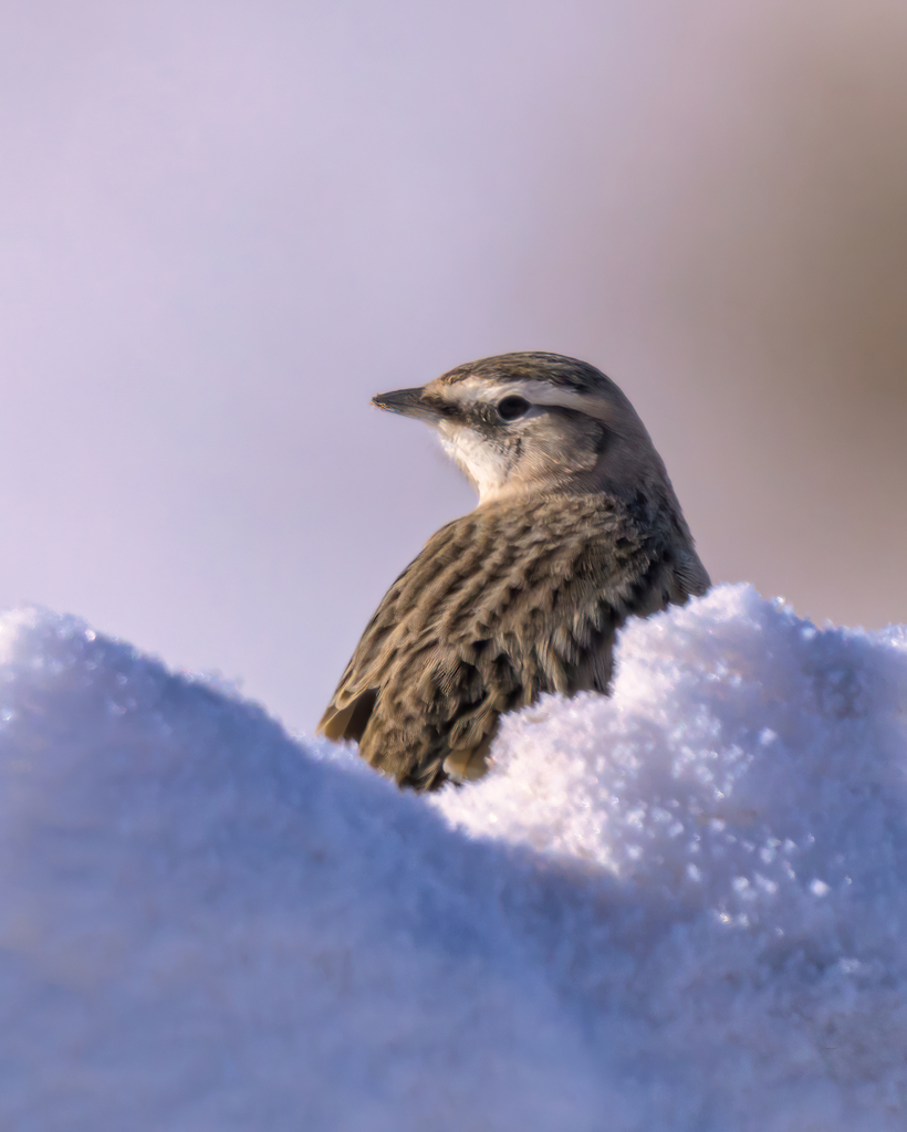 Horned Lark from Powell County, MT, USA on January 25, 2025 at 01:17 PM ...