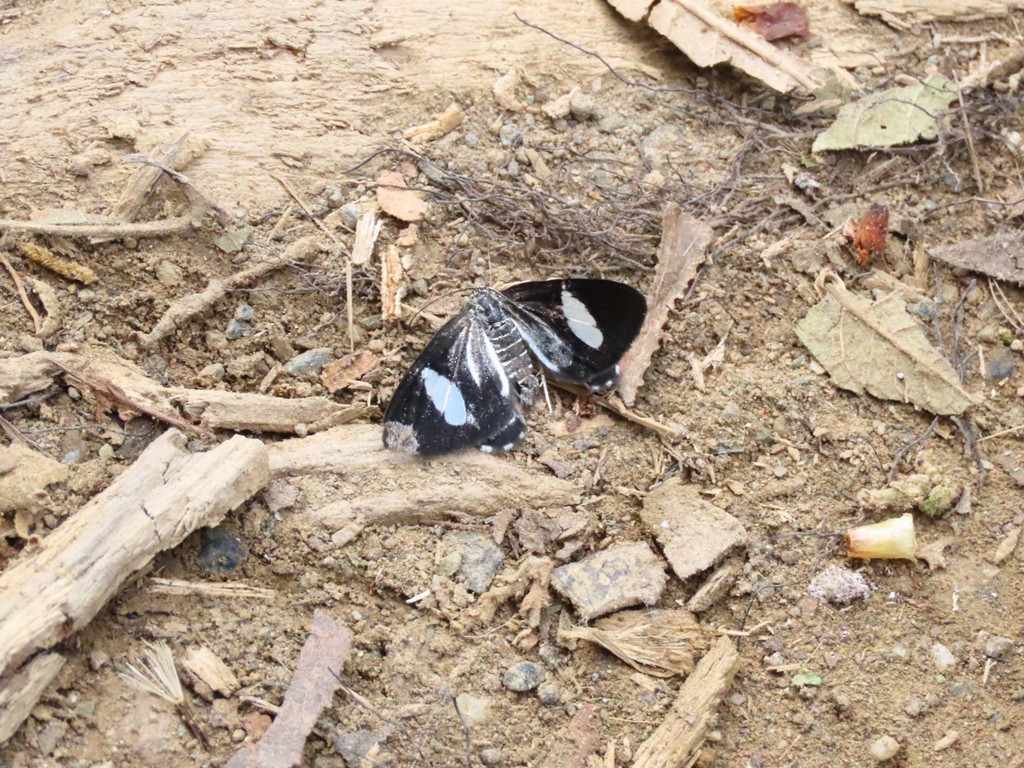 Erateina from Caramanta, Antioquia, Colombia on January 26, 2025 at 10: ...